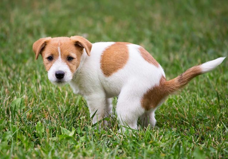 ¿Por qué se hace pipi mi perro cuando me ve? ¿Emoción o sumisión ...